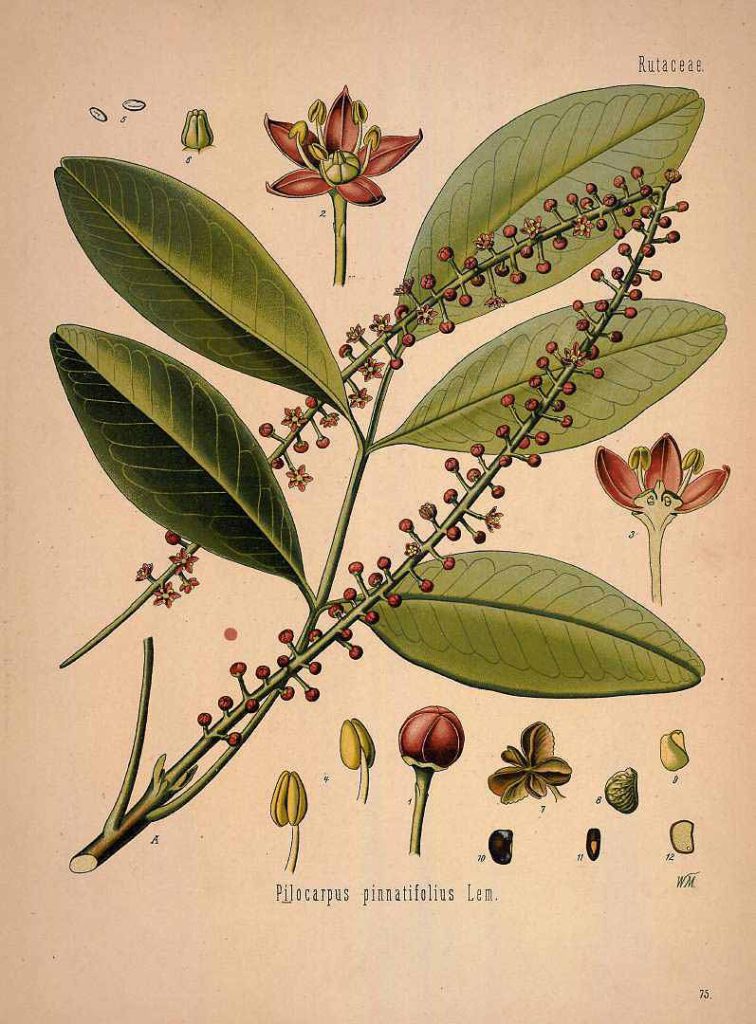 The Blue Geranium - Christie's Mysteries